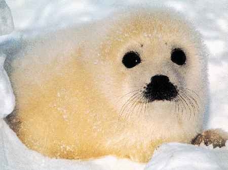 Serviço Sérgio de Inutilidade: O fotógrafo e a foca