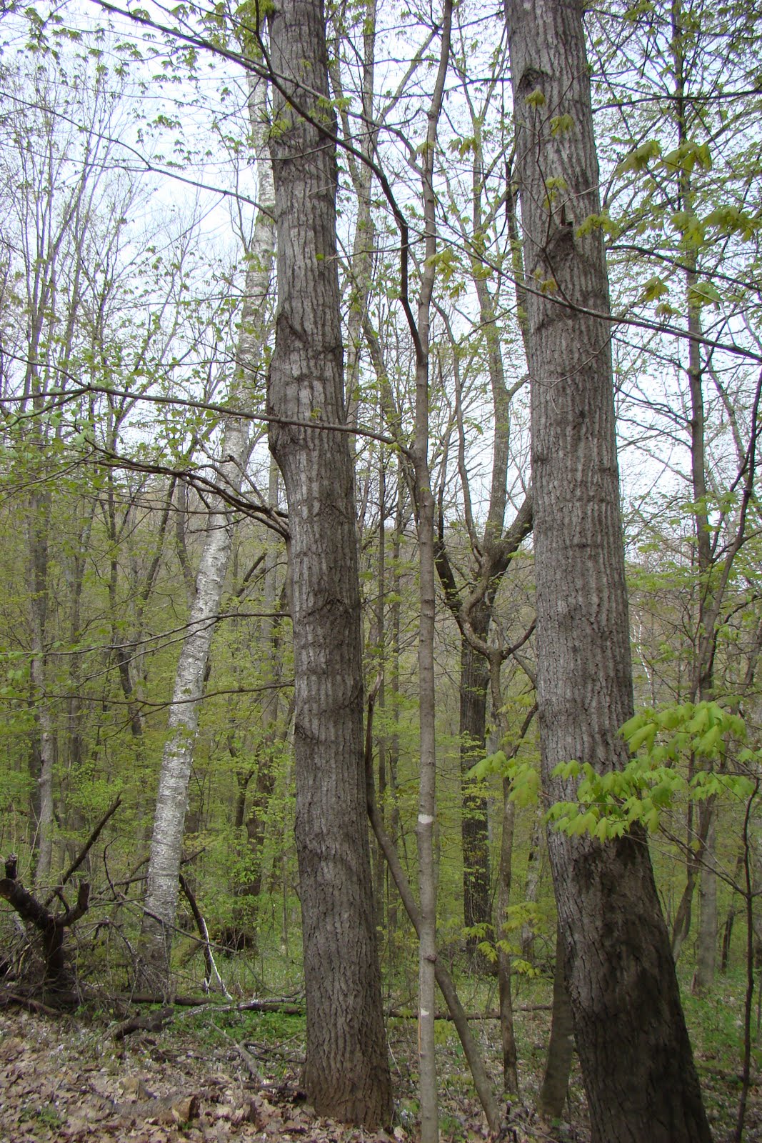 birdy words & whims: Learning some of Wisconsin's trees by bark
