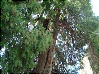 ARTE LOCAL: Santa María Acuexcomac