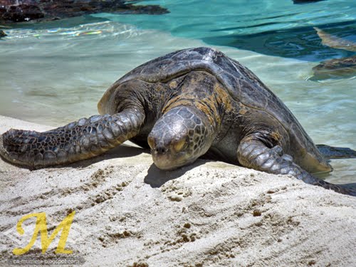 Murrieta Photography: Sea World