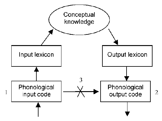 Talking Brains: Disconnection between phonological input and output codes
