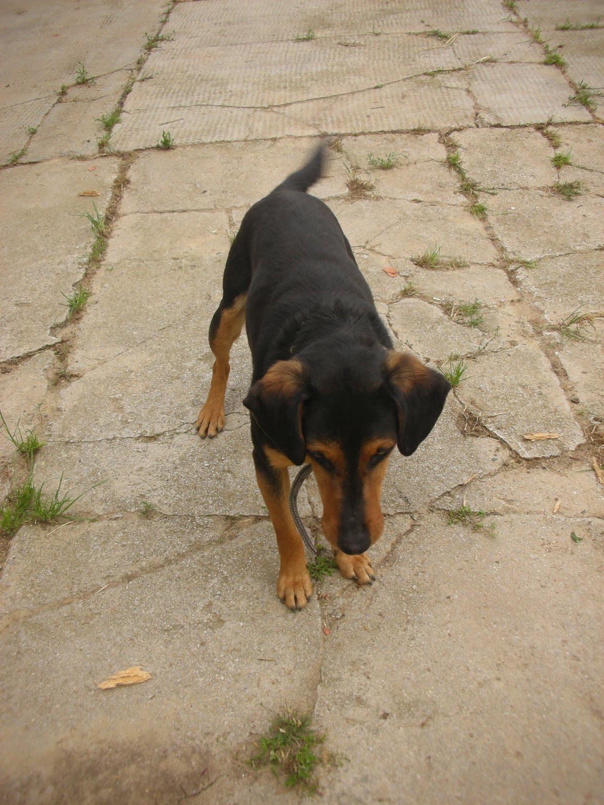 Larry and Larna's BEEG Adventure: Greetings from the Hungarian countryside