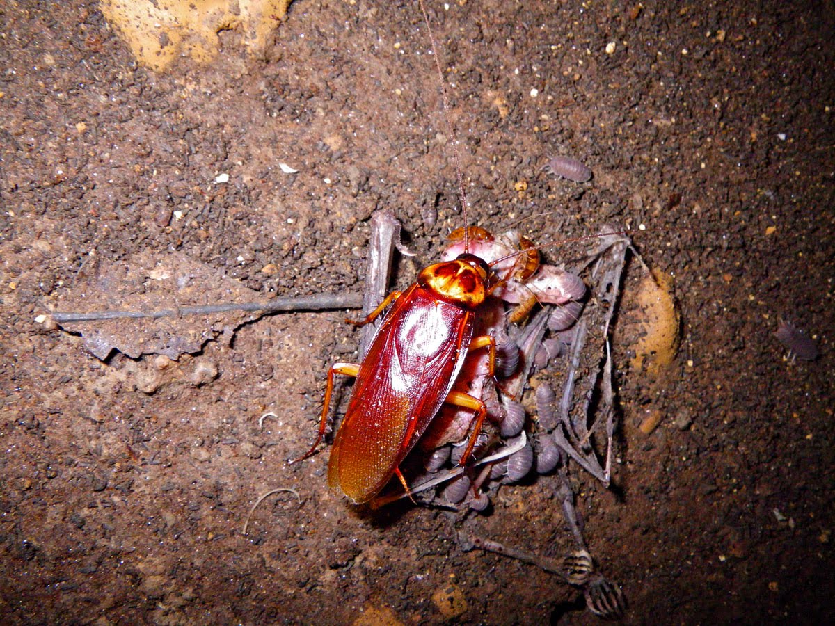 The Kruse Chronicles Continue in Cocoa, Florida: Cueva Cucaracha (a Two ...