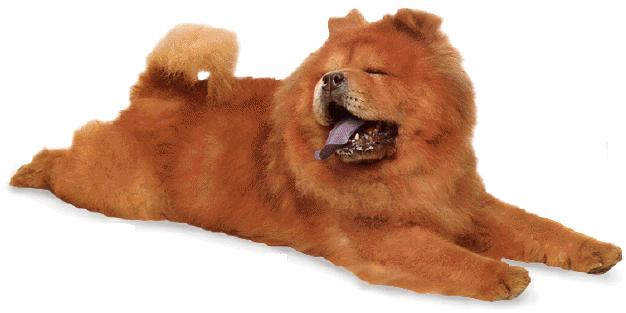 Chow Chow Time! Chow Chow Time! Chow Chow Time!: Chow Chow Time