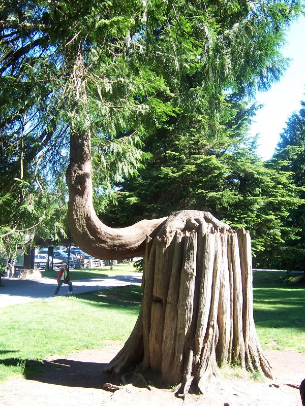 Funny Photos Collection: Funny Tree