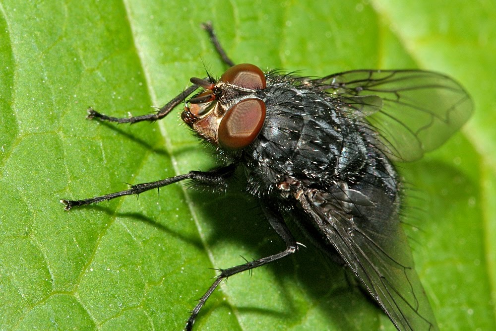 La mosca: Calliphora
