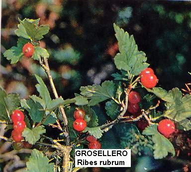 La Flora en España: Grosellero