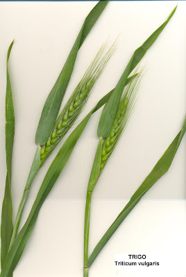 La Flora en España: Trigo