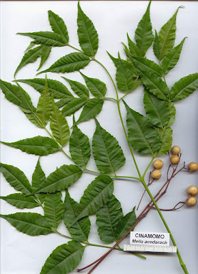 La Flora en España: Cinamomo