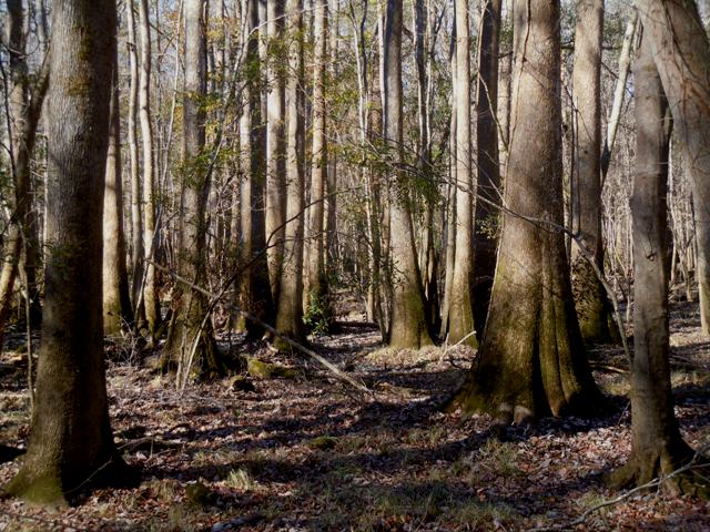 2010/2011 Winter Wetlands Tour: Congaree National Park