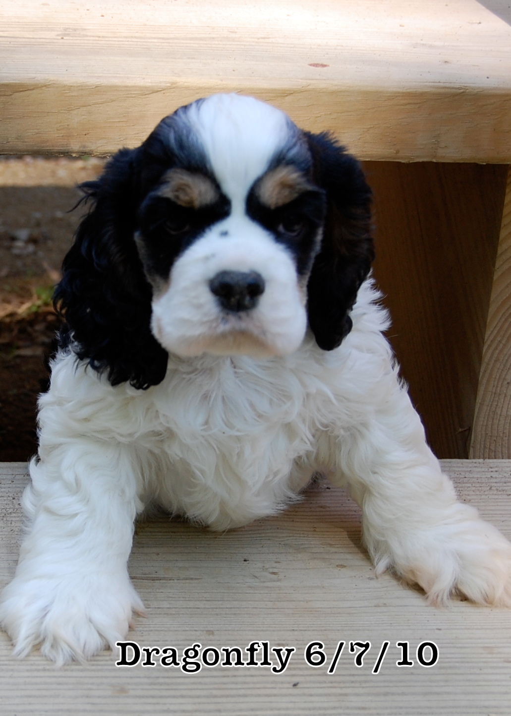 Moondrop Gardens Cocker Spaniels: Puppies 7 weeks old!