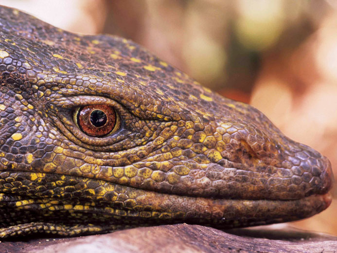 The Obligate Scientist: Mid-week Reptilian #16: New Species of Monitor ...