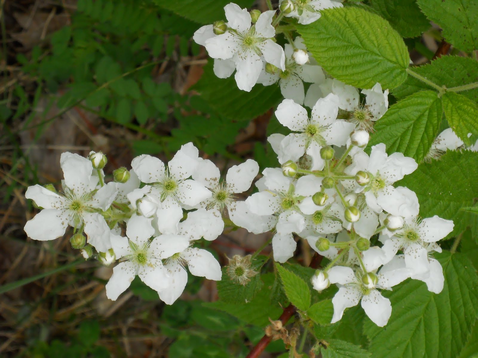 Savoir-faire à conserver: Juin, fraise, thé des bois et fleur de ronce...