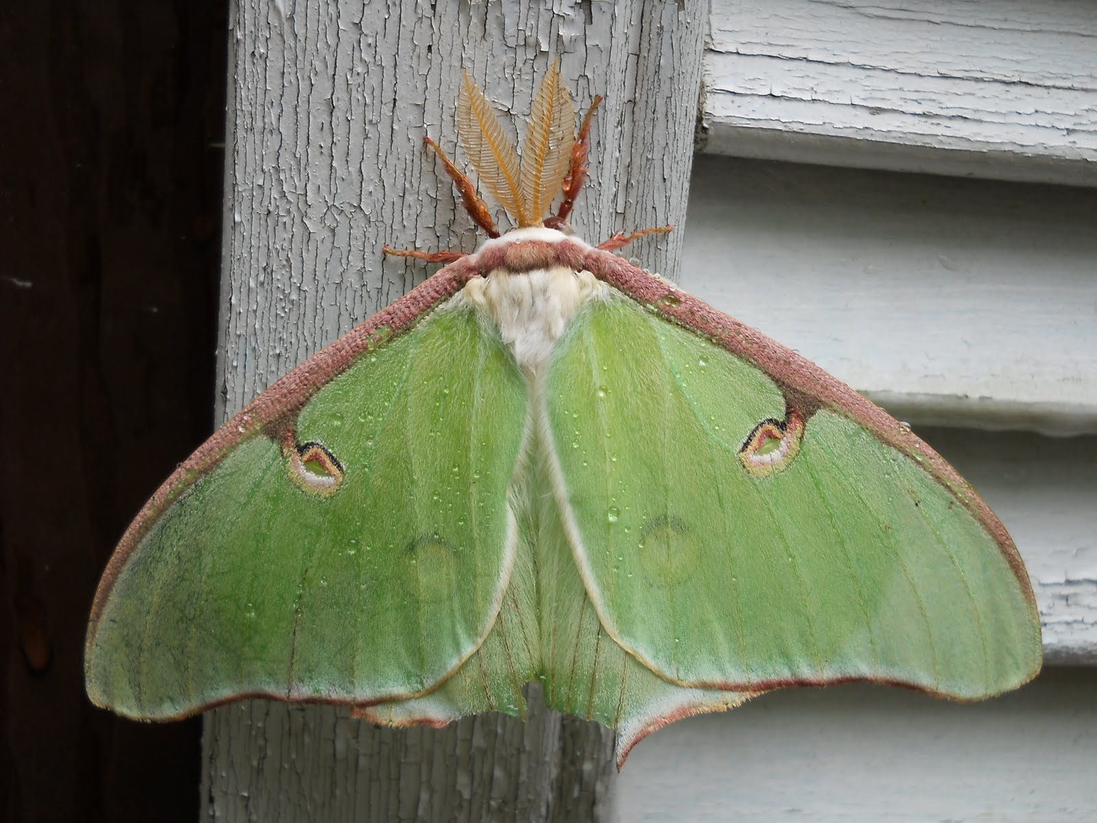 Savoir-faire à conserver: Papillon lune