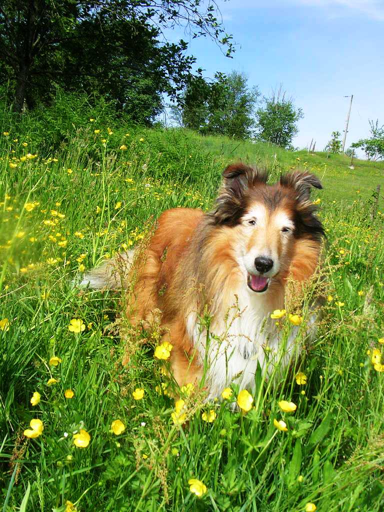 My life with the critters: My precious boy has passed away