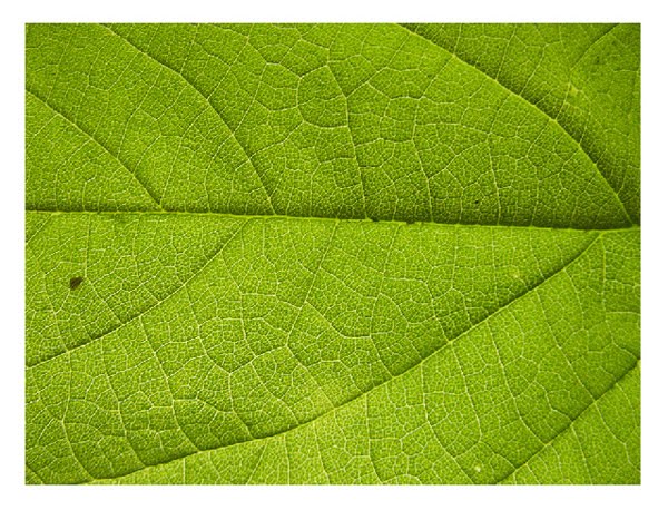 TUTORIAL : MEMBUAT DAUN 3D DARI FOTO TEKSTUR | hyer greveieor