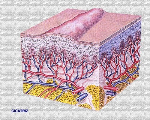 Estudiantes Vialenses de Ciencias Medicas: Atlas de Lesiones ...