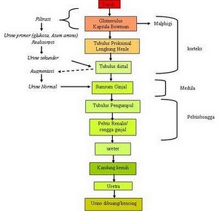 TUGAS BIOLOGI: PROSES PEMBENTUKAN URIN