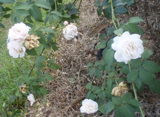 SYIMAMA PAGE: BUNGA ROS PUTIH