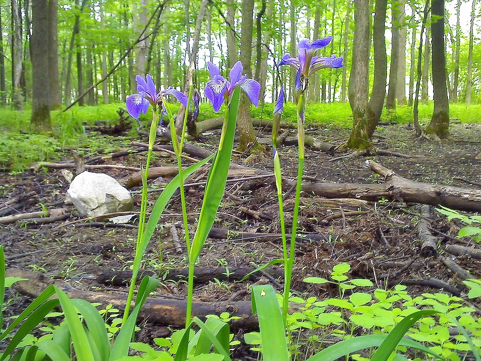 MUSEO DE FOTOS DE MONTREAL: Flores del Bosque
