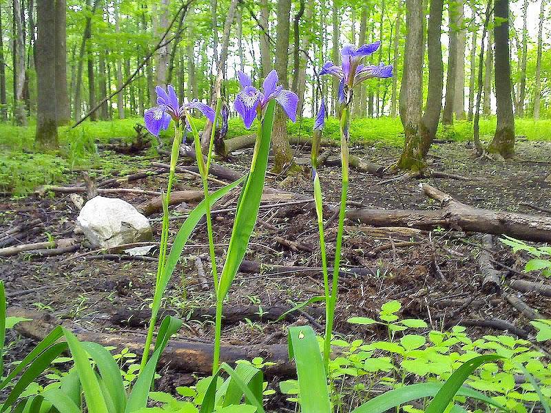 MUSEO DE FOTOS DE MONTREAL: Flores del Bosque