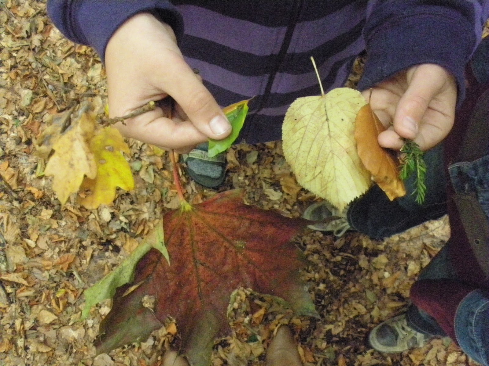 De Dorpsbeuk - Groep 8: Juf Nelleke --> Blaadjes zoeken