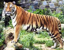 சர்வதேச கள்ளர் பேரவை: The Chola Dynasty