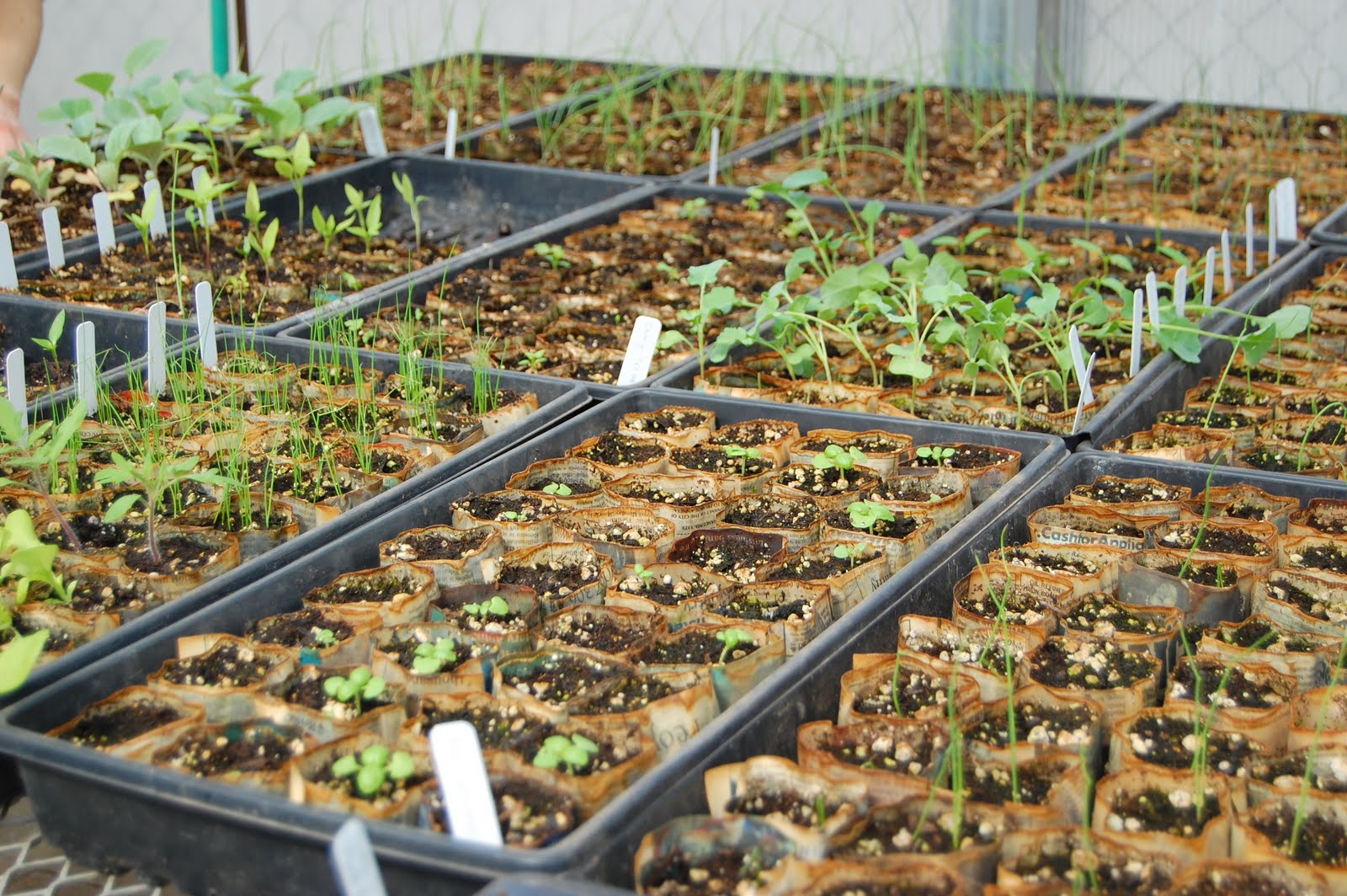 Country Farm and Garden Journal: Outdoor Seedling Care