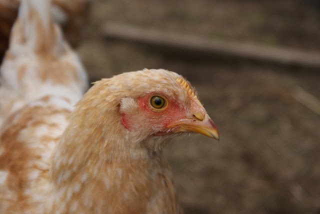Country Farm and Garden Journal: Poultry for eggs and meat