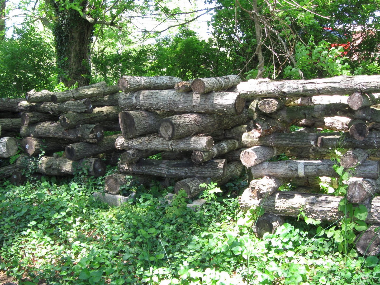 FOLKWAYS NOTEBOOK: SHIITAKE MUSHROOM LOG GARDEN -- BEREA COLLEGE