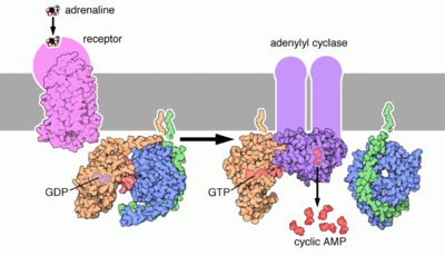 International University: cAMP-dependent pathway, ASA the adenylyl ...