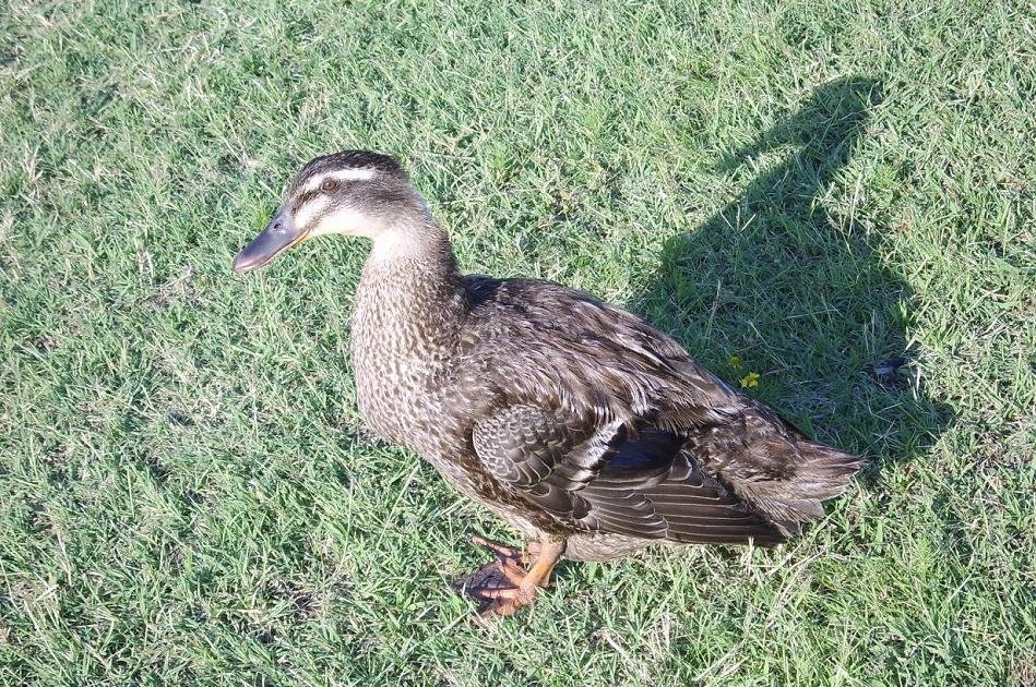 Terrell Daily Photo: Are you eyeballin me?