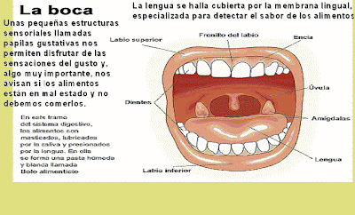 Sistema Digestivo: INFORMACIÓN DEL APARATO DIGESTIVO
