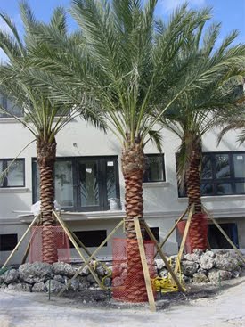 Medjool Date Palm