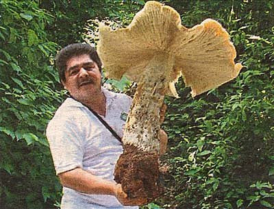 Uniquely Fact: Giant Mushrooms