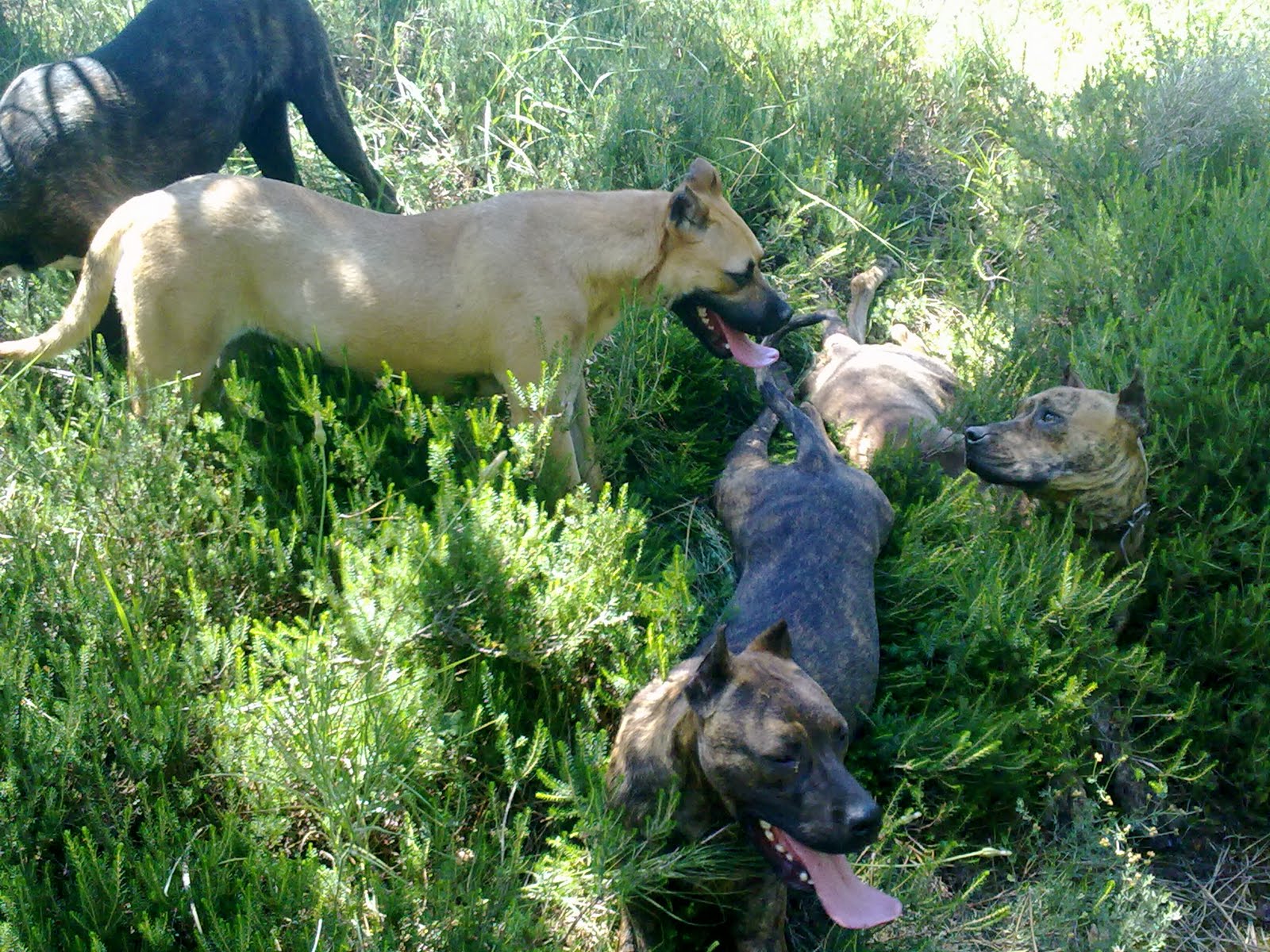 ALANO ESPAÑOL CAZADOR Y GANADERO [ALANOS DEL CALABOZO]