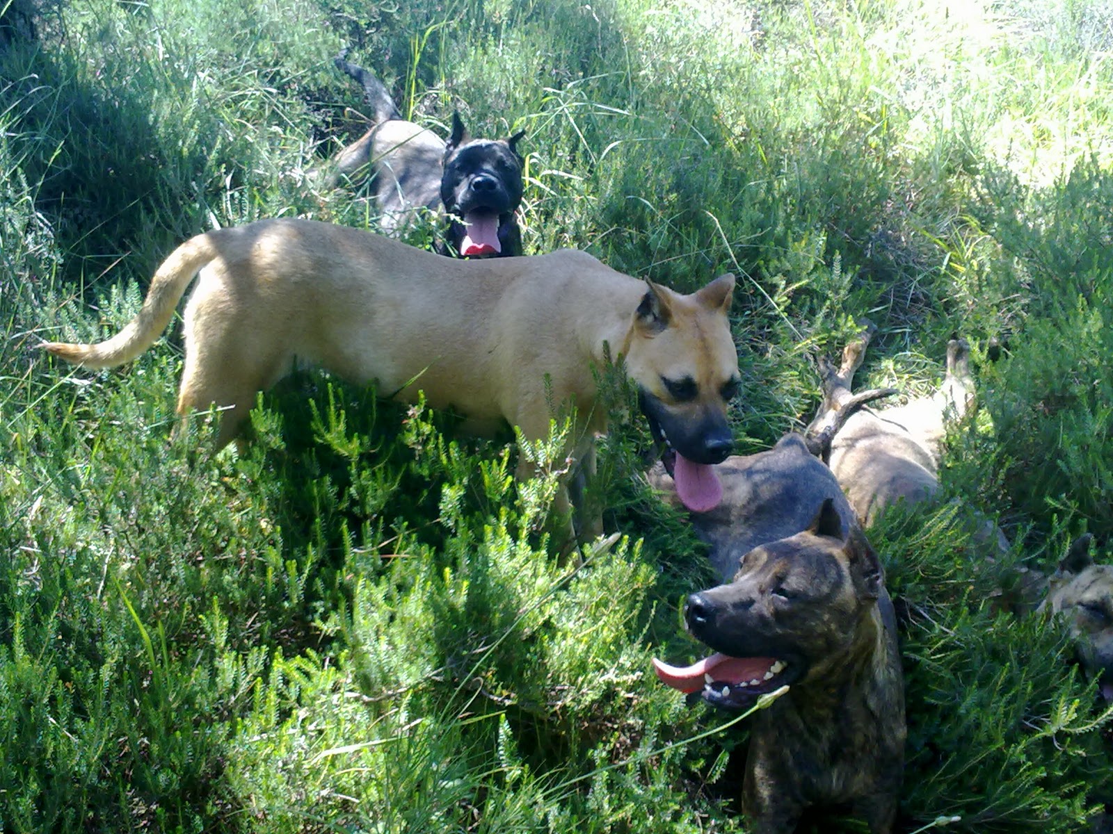 ALANO ESPAÑOL CAZADOR Y GANADERO [ALANOS DEL CALABOZO]: FOTOS DE ALANOS