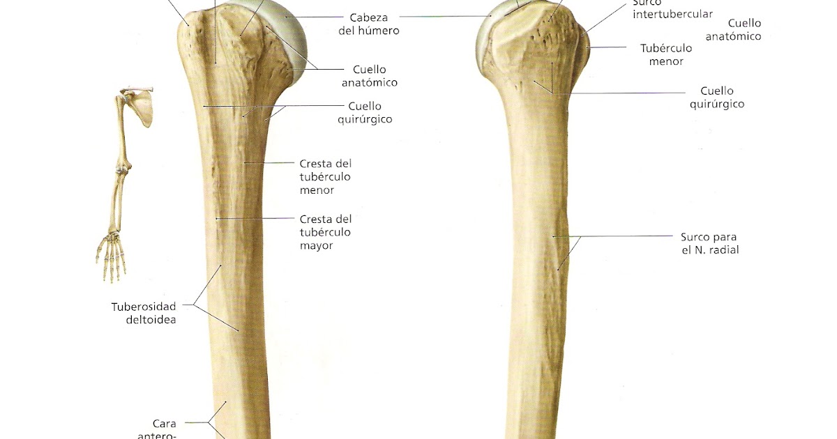 Traumatologia primeros auxilios