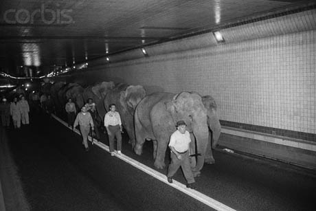 Collin's Cool Blog: The Lincoln tunnel elephants