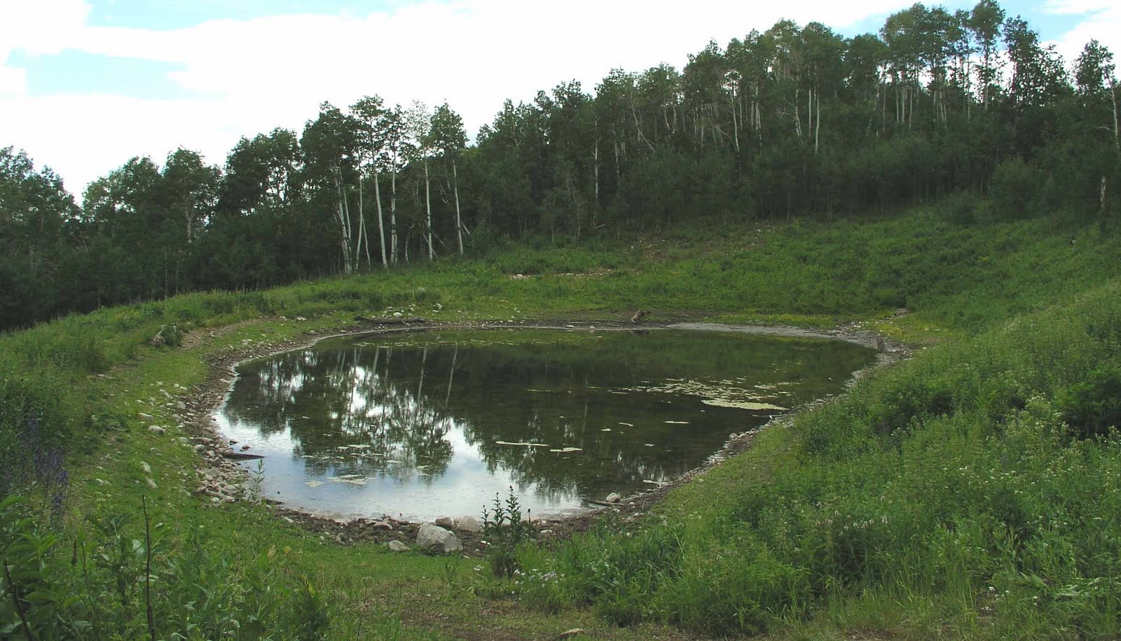 Happy ATV Trails: Trail 245 Pretty Pond, Tansy Mustard, Yellow Paintbrush