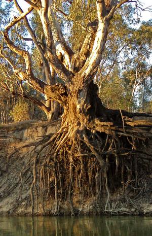 The Network: Water for Red Gum Parks Forum - Bendigo - 28 October 2010