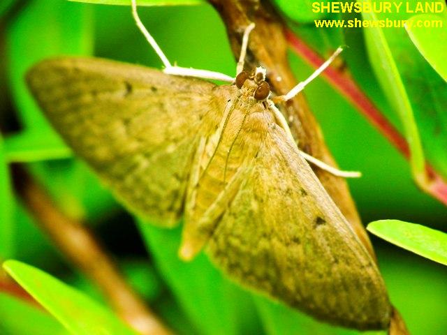 Raynox DCR-250 Macro Lens