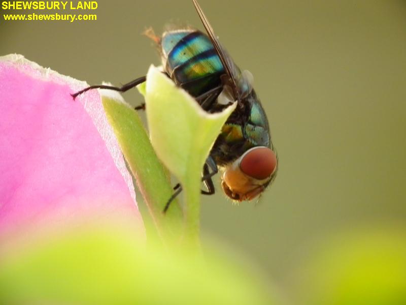 Raynox DCR-250 Macro Lens