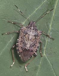 Newfoundland Bugs: An Ideal Bug For Kids.