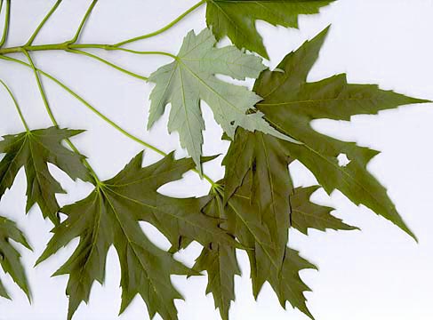 Newfoundland Nature: Do You Know Your Silver Maple?