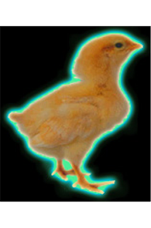 The Yellow Chicken