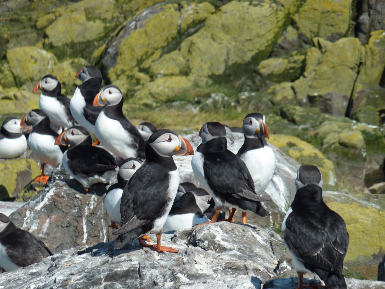 grit's day: The Farne Islands. Where Grit takes to orthinology like a ...