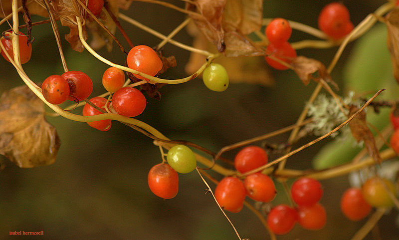 Nueza negra. Esparraguerilla. Tamus communis.