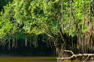 Norhayati Ahmad - From Sea to Land: Sungai Pulai RAMSAR site Malaysia