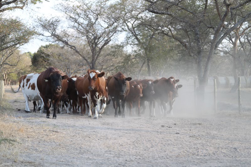 My Travels and Adventures: Thursday July 22: IRINGA – IMPROVING ...